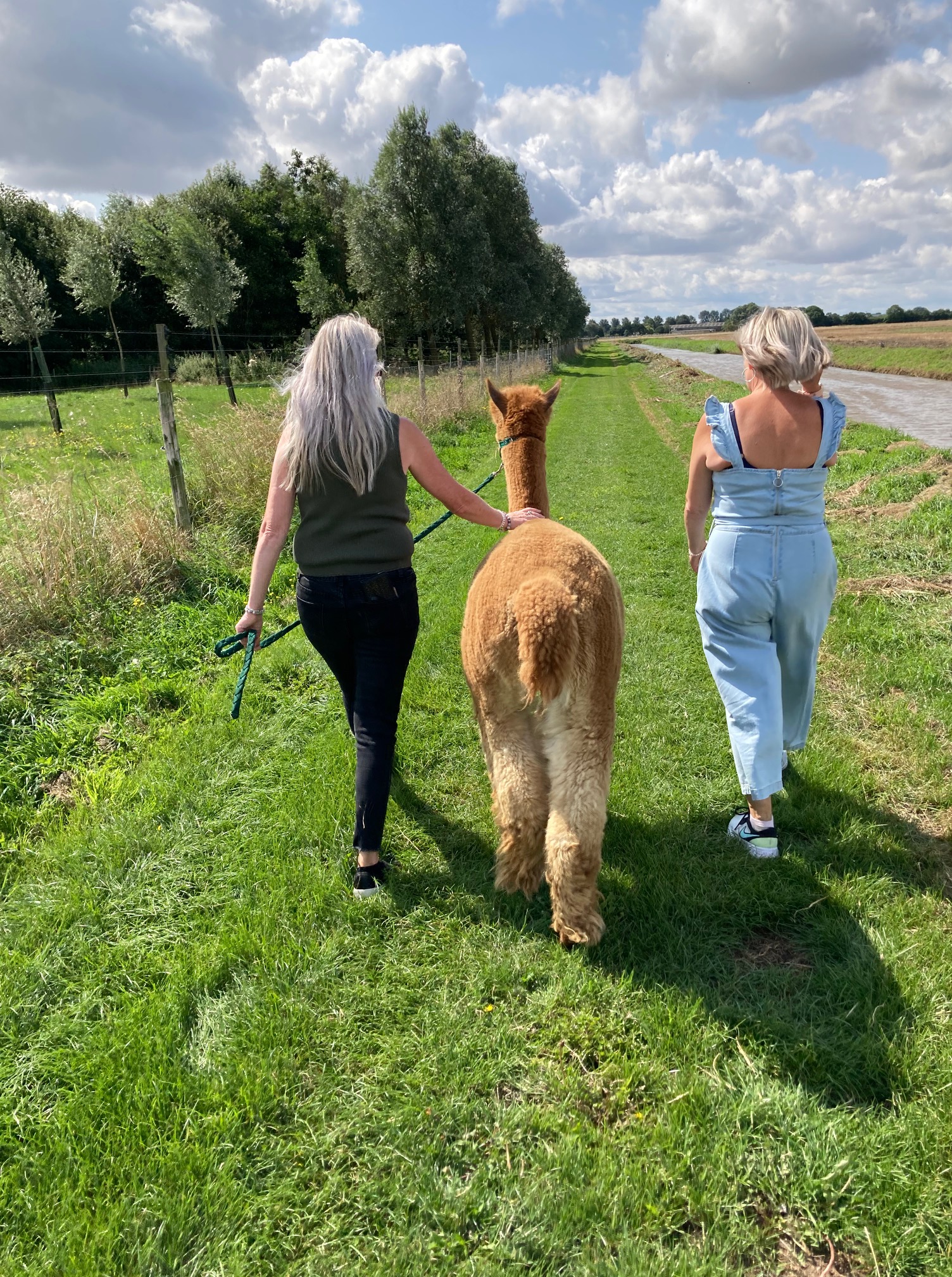 Queenholme Alpacas – A Little Piece of Peru in the Cambridgeshire Fens